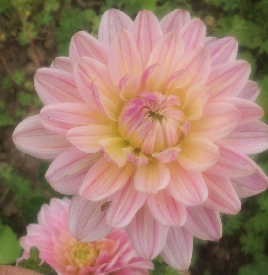 F0195B4E-879D-41D5-BFC6-3447C23B06BB - Christines Have